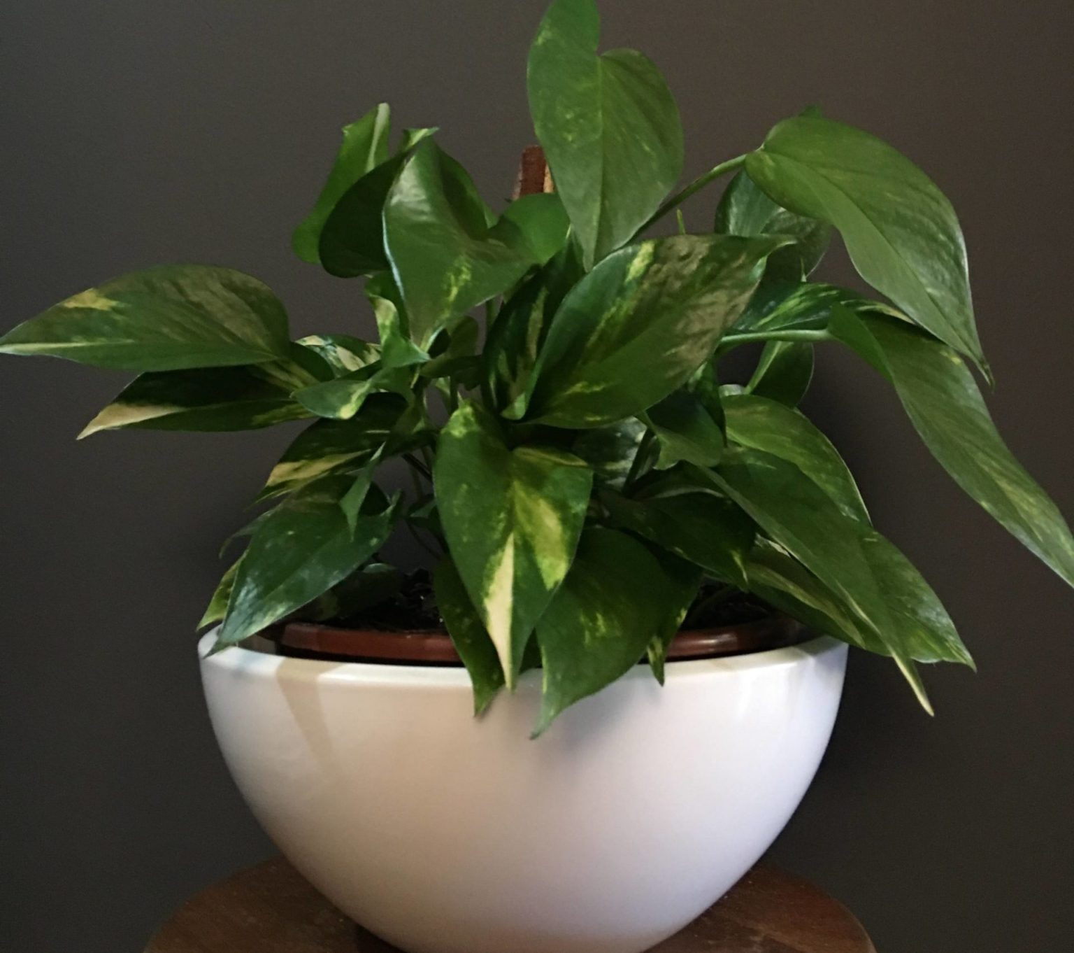 24 Plantas de Sombra Total para Cultivar dentro de Casa