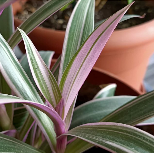 Plantas de Sombra Parcial para se Inspirar e deixar sua casa mais linda!