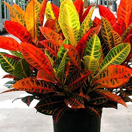 Plantas com Folhas Coloridas - Casa Maria Lúcia