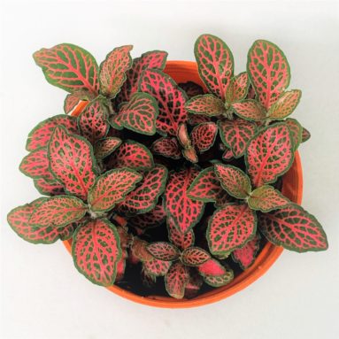 Plantas com Folhas Coloridas - Casa Maria Lúcia
