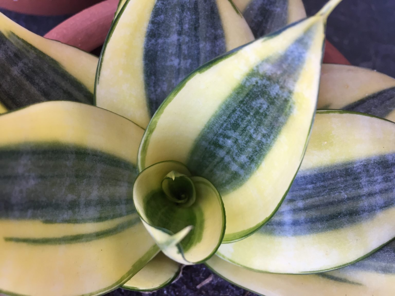 24 Plantas de Sombra Total para Cultivar dentro de Casa