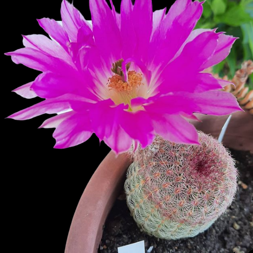 Como ter um Cacto com Flor? Dicas para florir o seu.