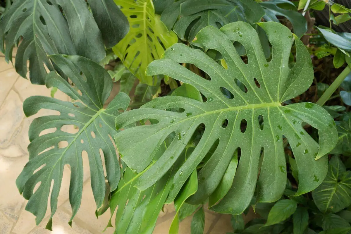 Monstera Deliciosa, Como Cuidar e Podar Dentro de Casa