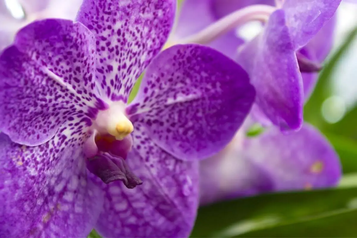 Orquídea Vanda: Conheça as Características e Cuidados Essenciais