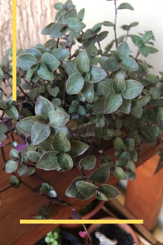 Callisia Repens ou Dinheiro-em-Penca: Cuidados