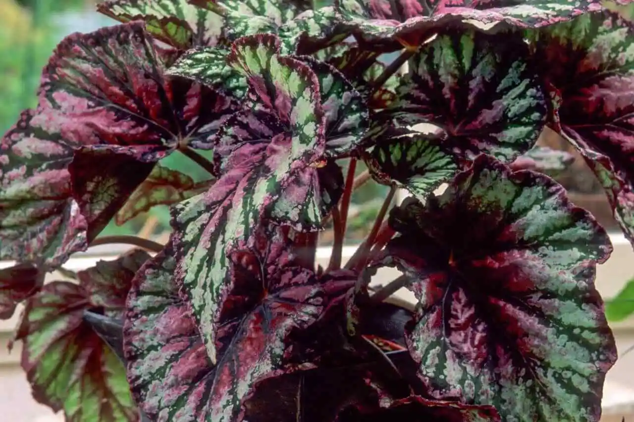 Como Cuidar da Begônia Rex e Manter suas Folhas Espetaculares