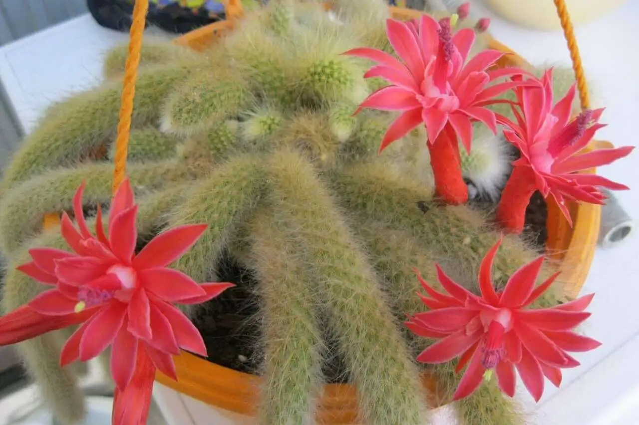 Cacto Rabo-de-Macaco: Cultivo Simples e Descomplicado - Casa Maria Lúcia